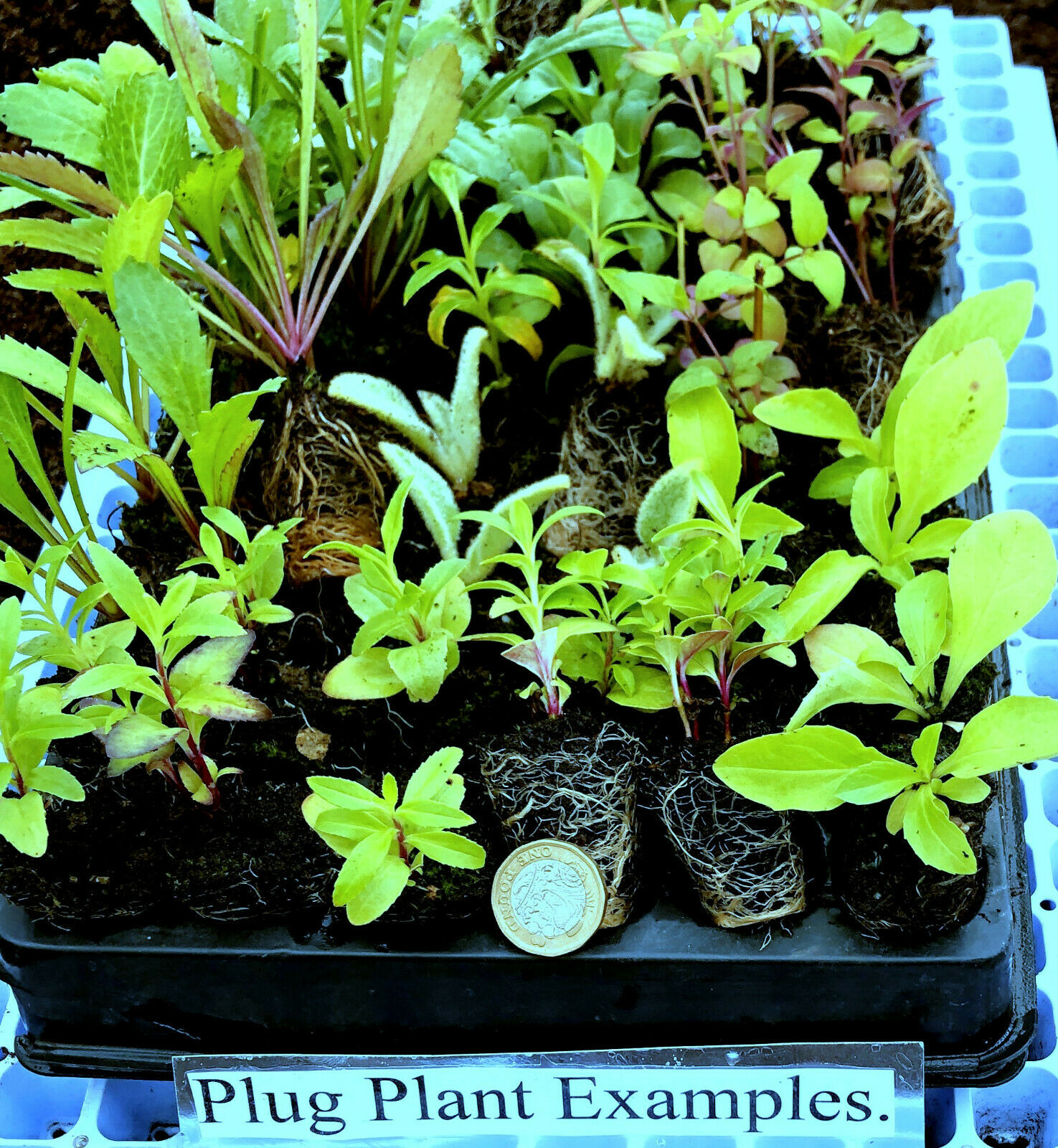 Plug Plants U.K. – Buy Your Perennial Plug Plants Here